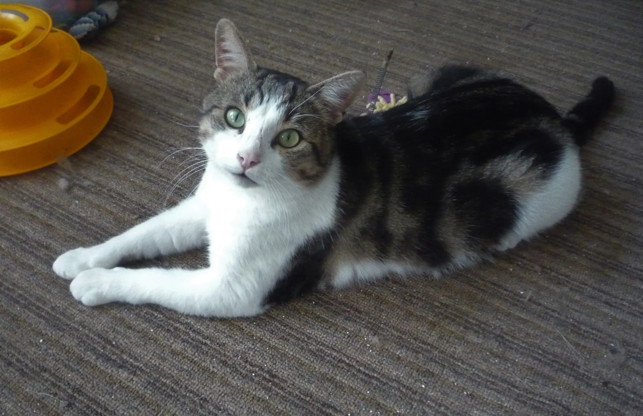 The Pas Cats and Kittens