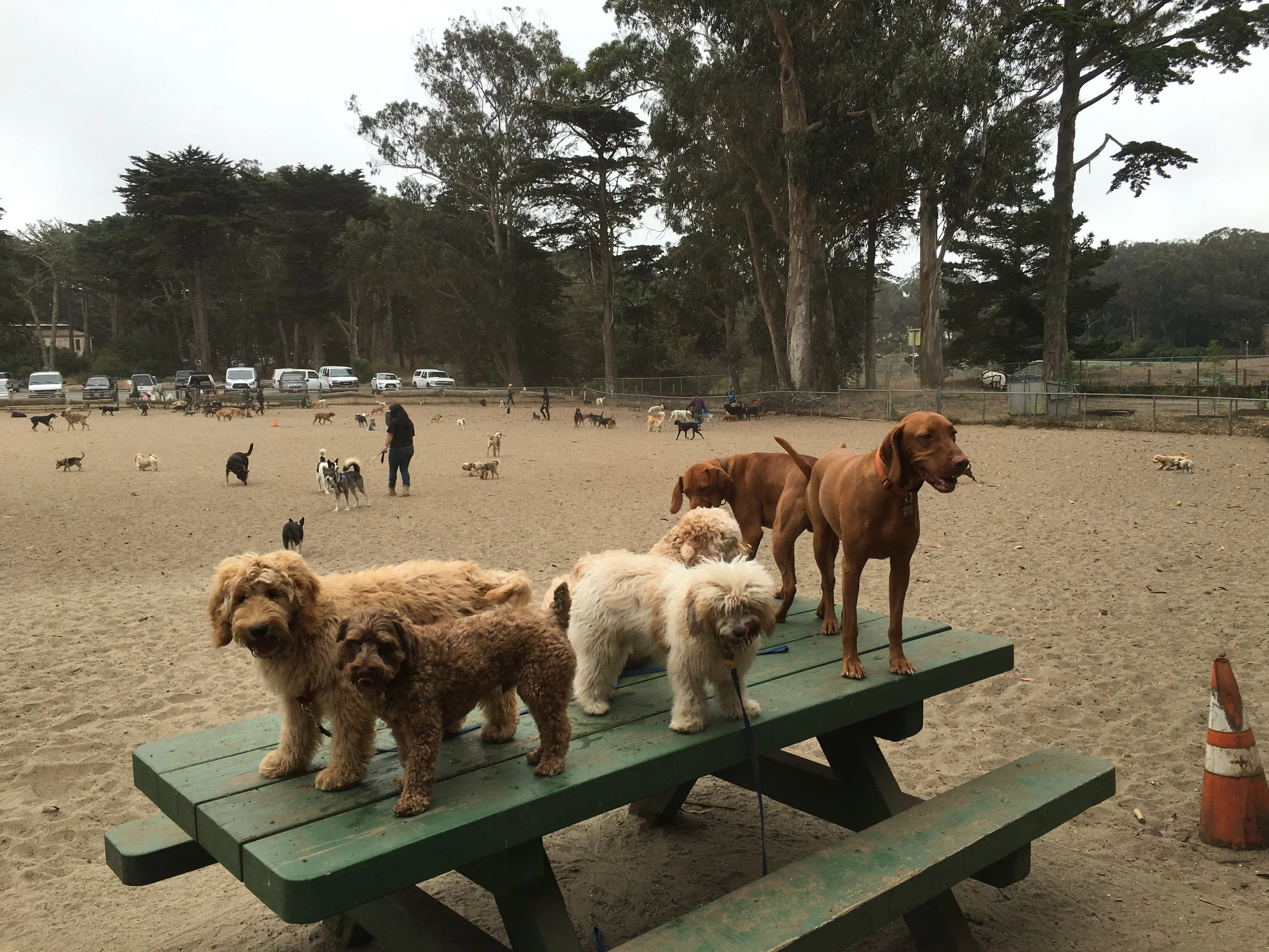 San Francisco Dog Walking — Wags