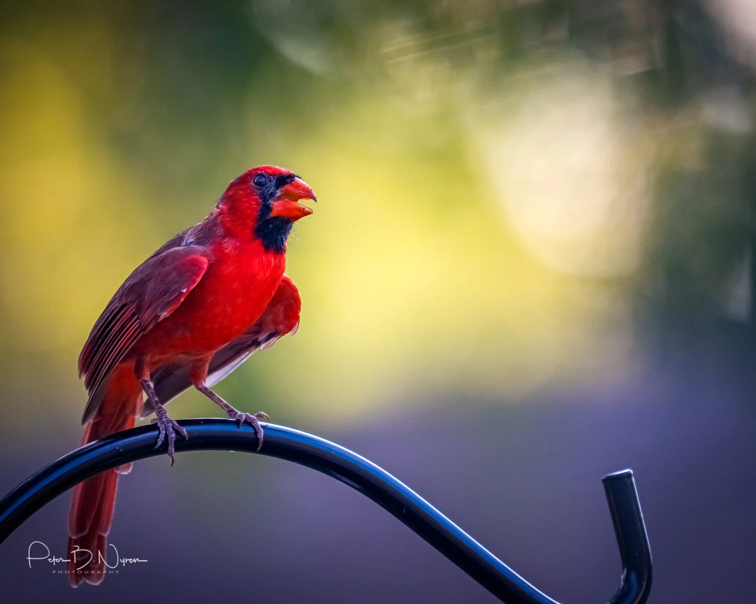 birds of south texas — Peter B. Nyren Photography