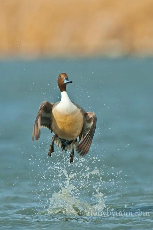 Spring Waterfowl Photography - Northern Pintail Ducks — Tony Bynum ...