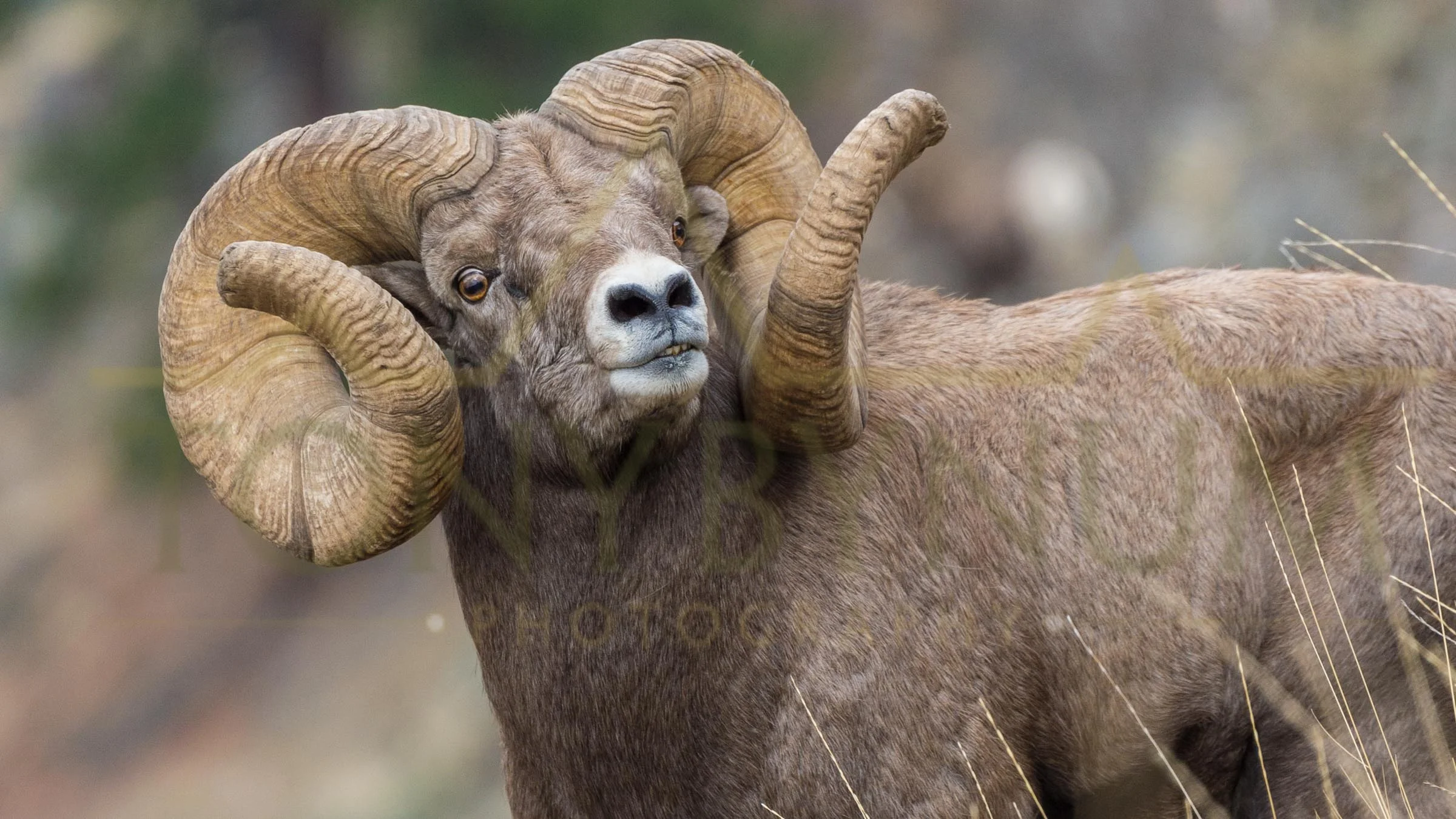 Bighorn Ram NEW World Record found in Montana — Tony Bynum Photography
