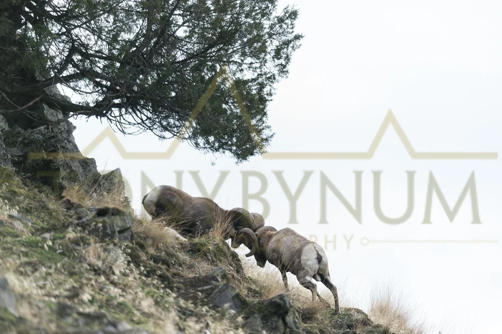 Bighorn Ram NEW World Record found in Montana — Tony Bynum Photography