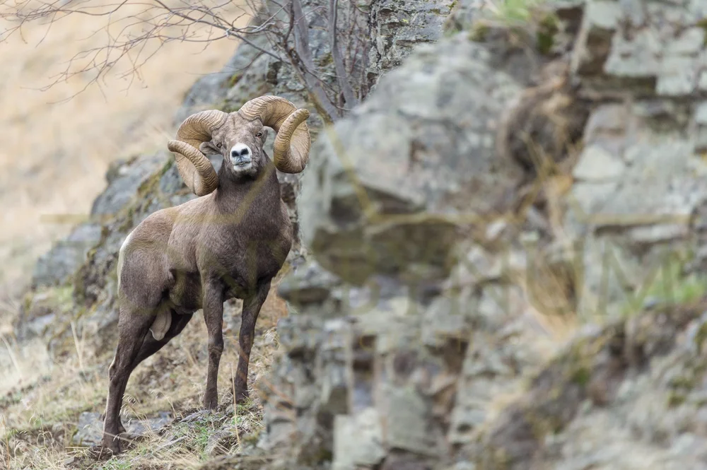 Bighorn Ram NEW World Record found in Montana — Tony Bynum Photography