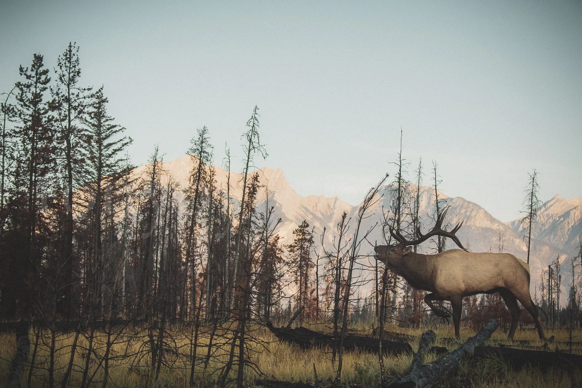 Elk Hunting Backgrounds