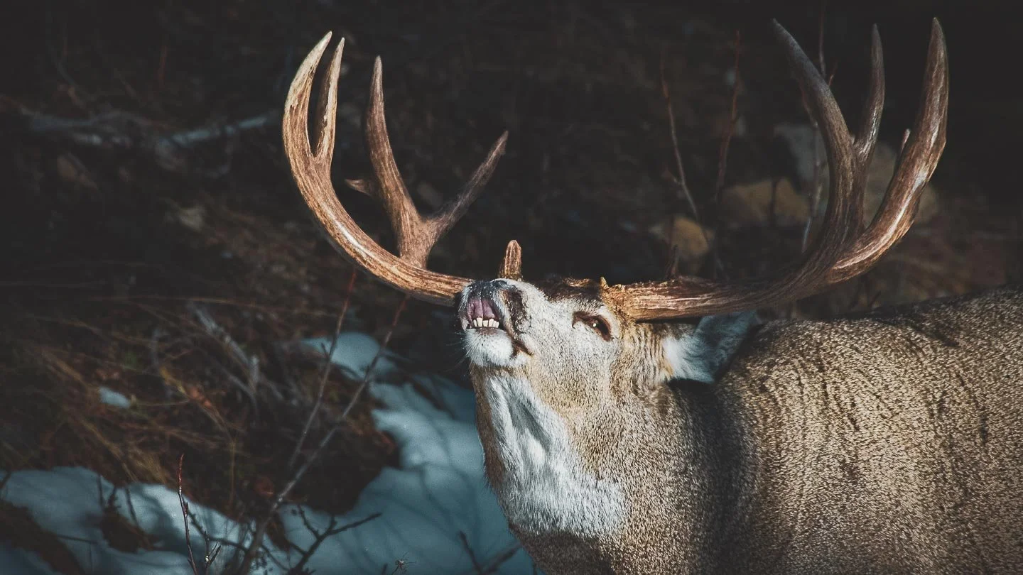mule deer buck photographs — Tony Bynum Photography