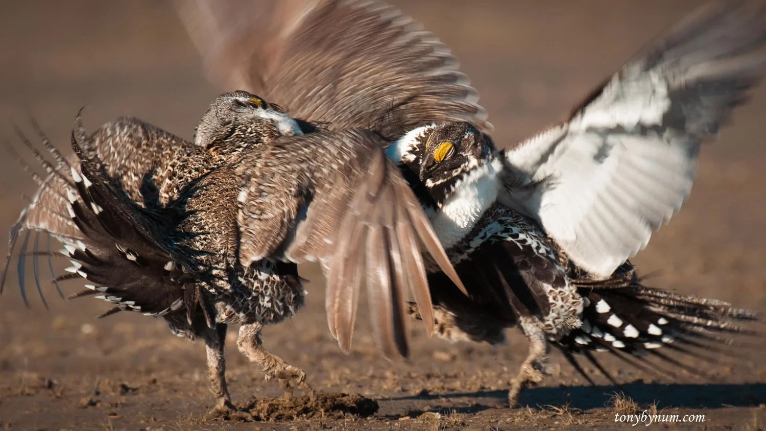 Blog — Tony Bynum Photography