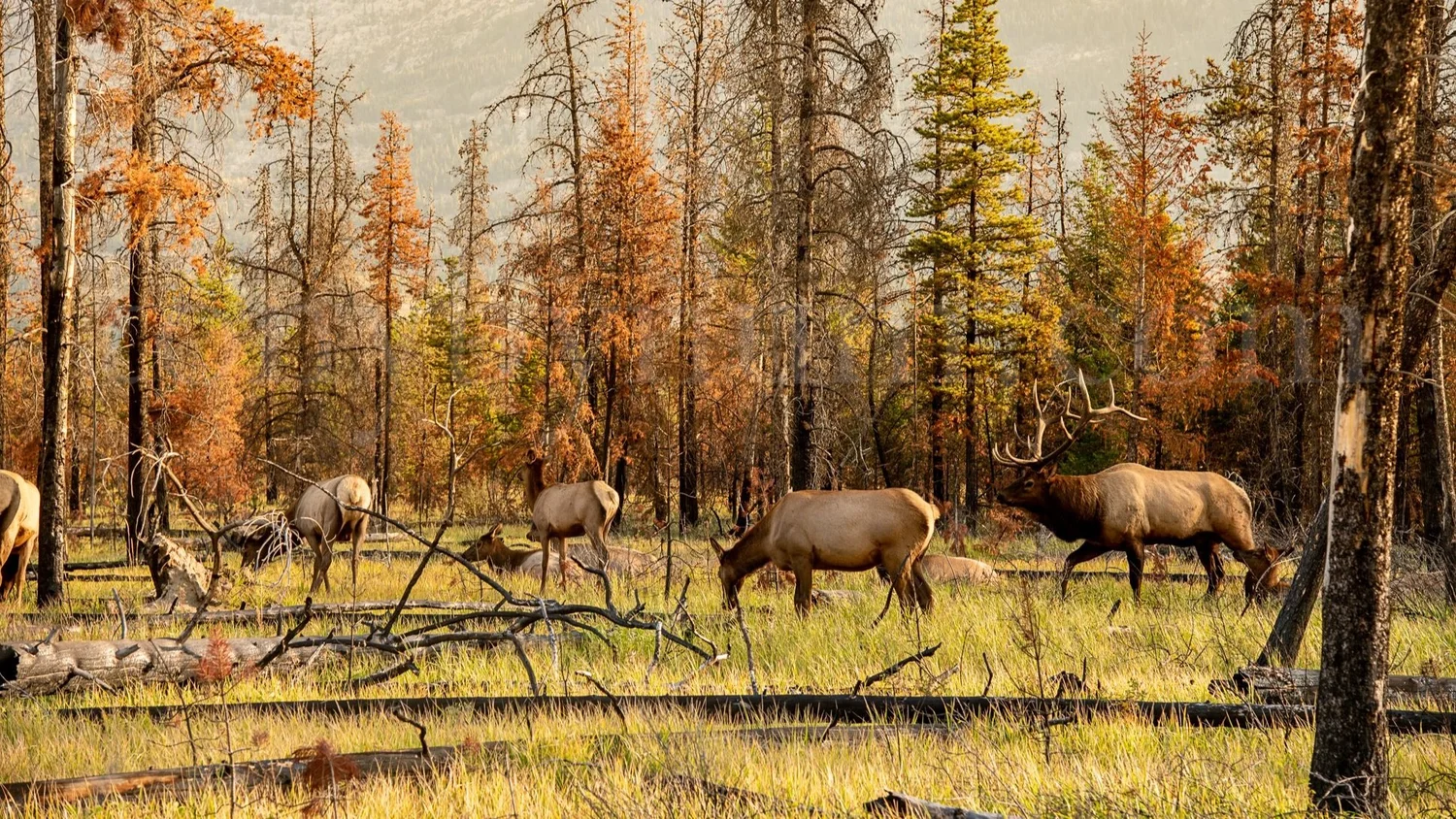 Tony Bynum outdoor conservation, portrait and lifestyle commercial ...