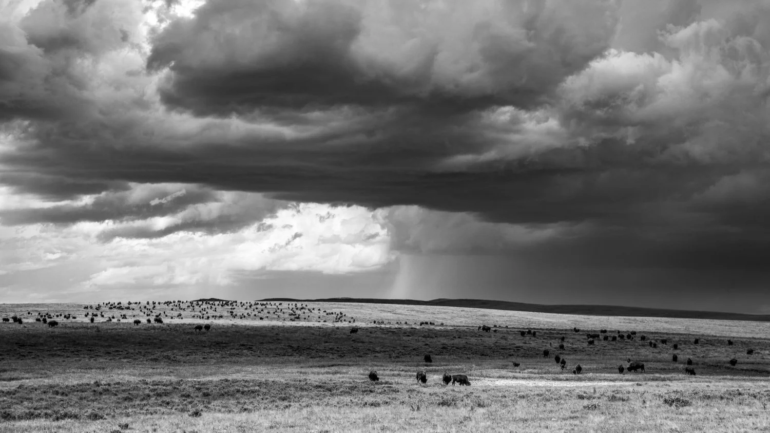 Tony Bynum Photography