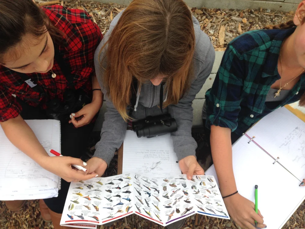 What We Do — The Bird School Project