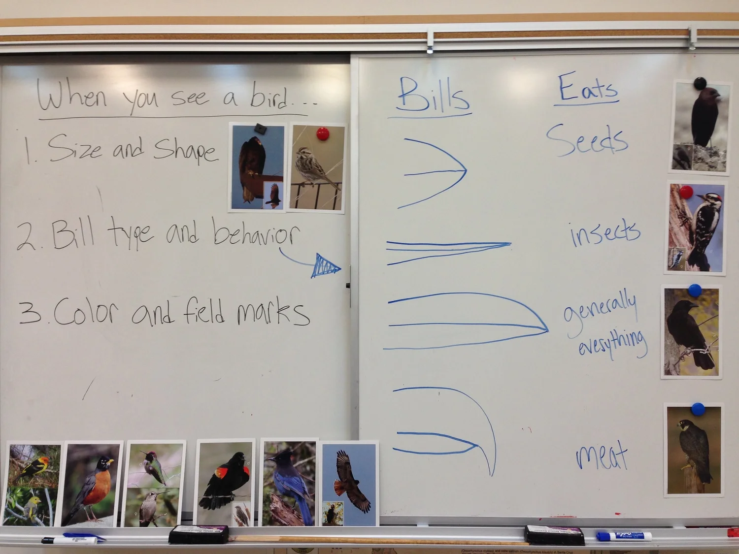 Mission — The Bird School Project