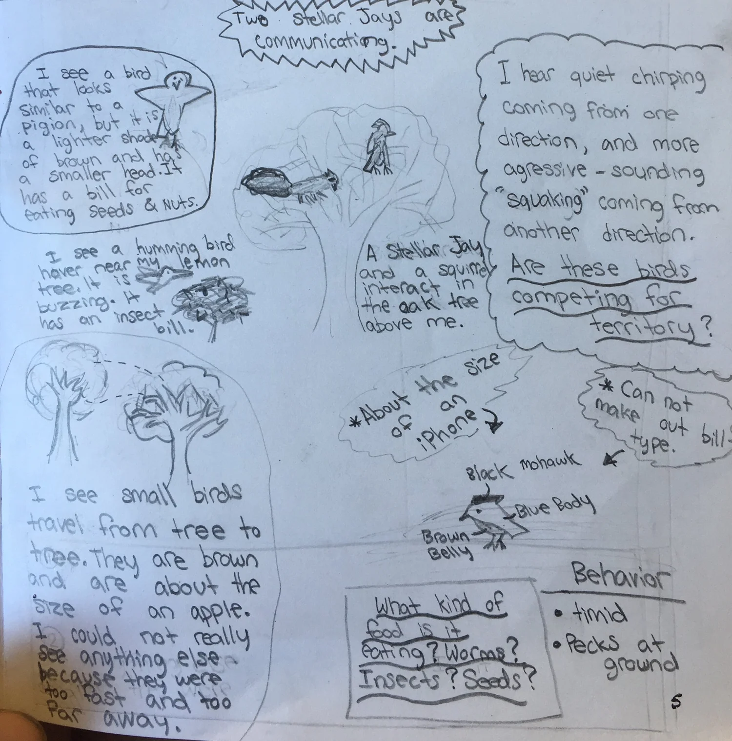 Programs — The Bird School Project