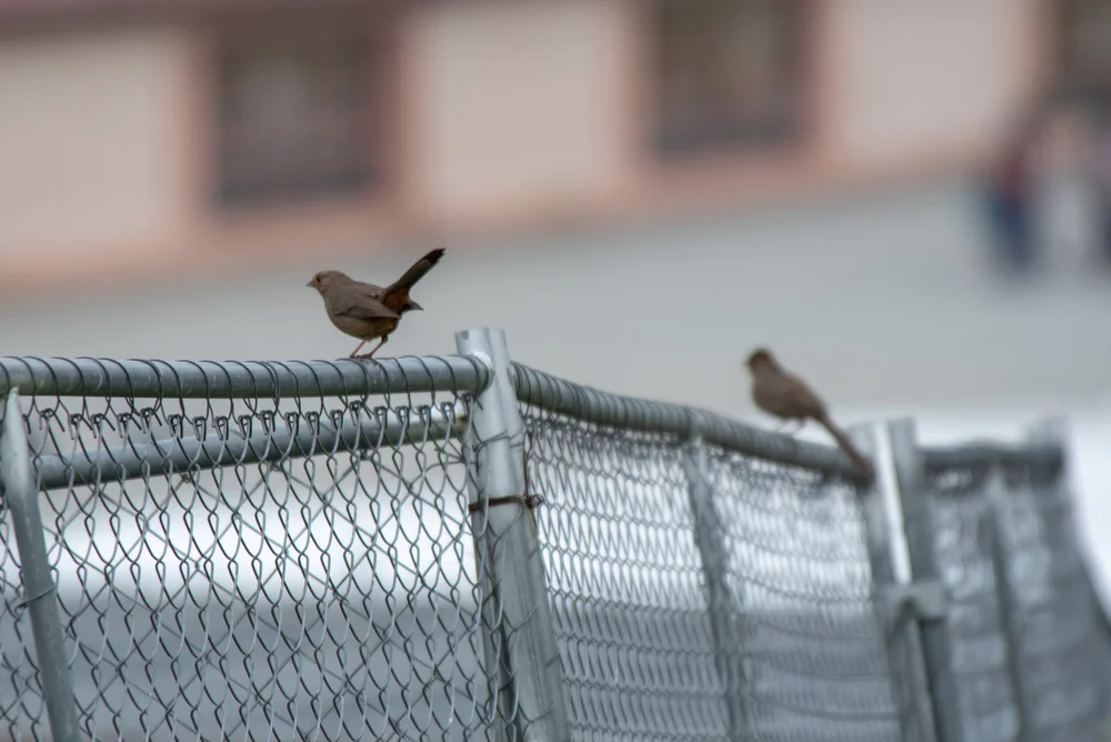 Programs — The Bird School Project