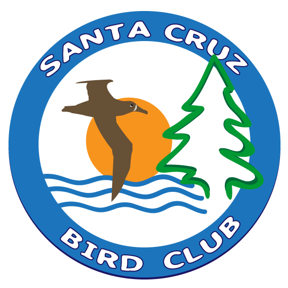 Friends of the Festival — The Bird School Project