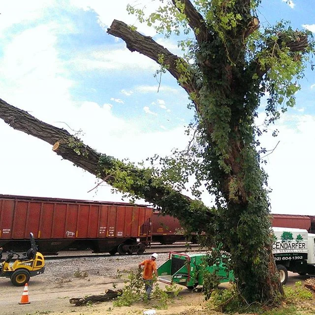 McEndarfer Tree Service - Tree Trimming & Removal in Hamilton, York ...