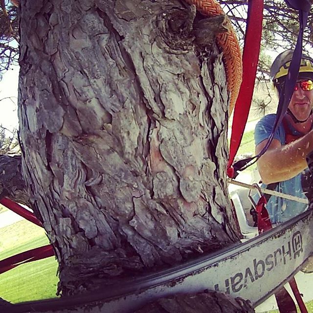 McEndarfer Tree Service - Tree Trimming & Removal in Hamilton, York ...