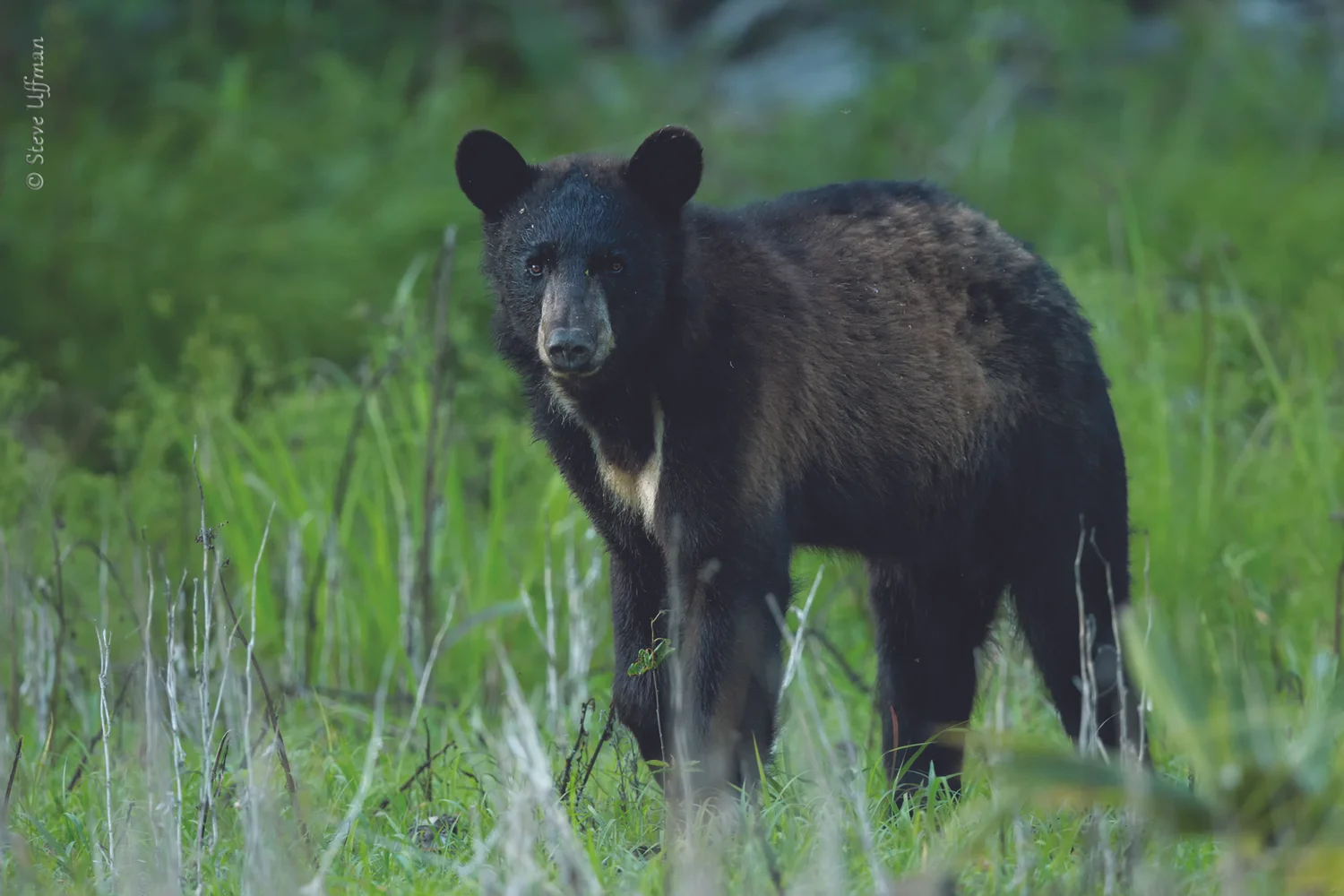 Louisiana Black Bear — Louisiana Wildlife and Fisheries Foundation