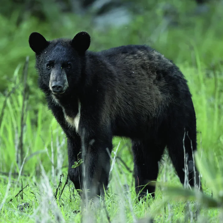 Louisiana Wildlife and Fisheries Foundation