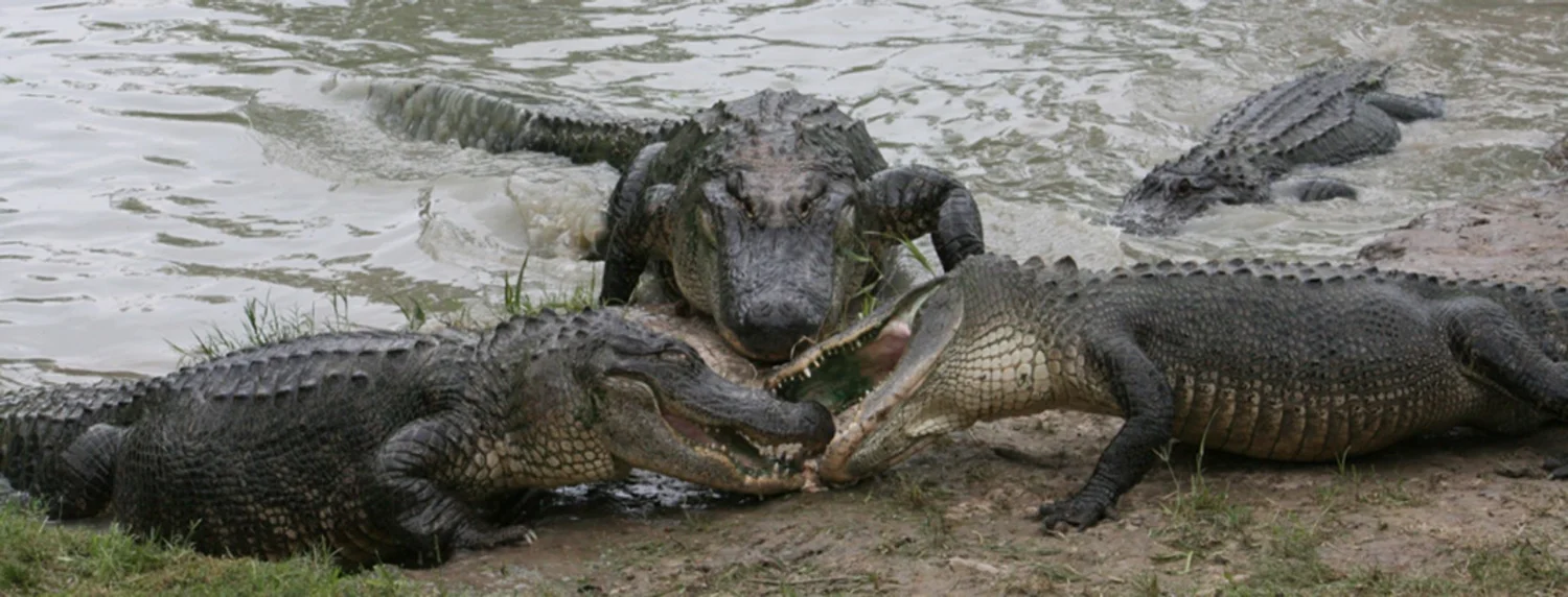 Rockefeller Wildlife Refuge — Louisiana Wildlife and Fisheries Foundation