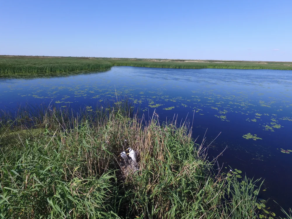 Rockefeller Wildlife Refuge — Louisiana Wildlife and Fisheries Foundation