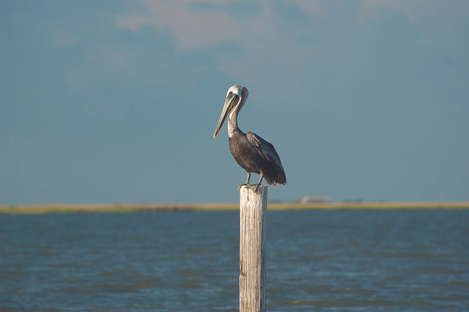 Rockefeller Wildlife Refuge — Louisiana Wildlife and Fisheries Foundation