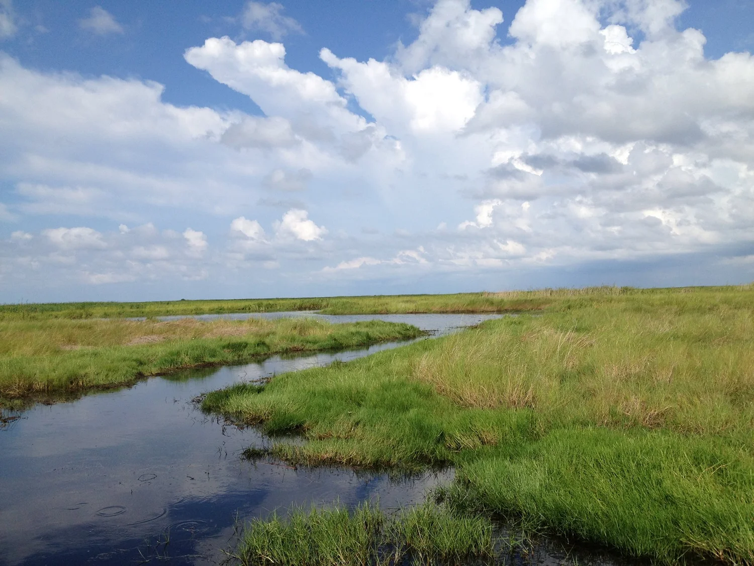 Rockefeller Wildlife Refuge — Louisiana Wildlife and Fisheries Foundation