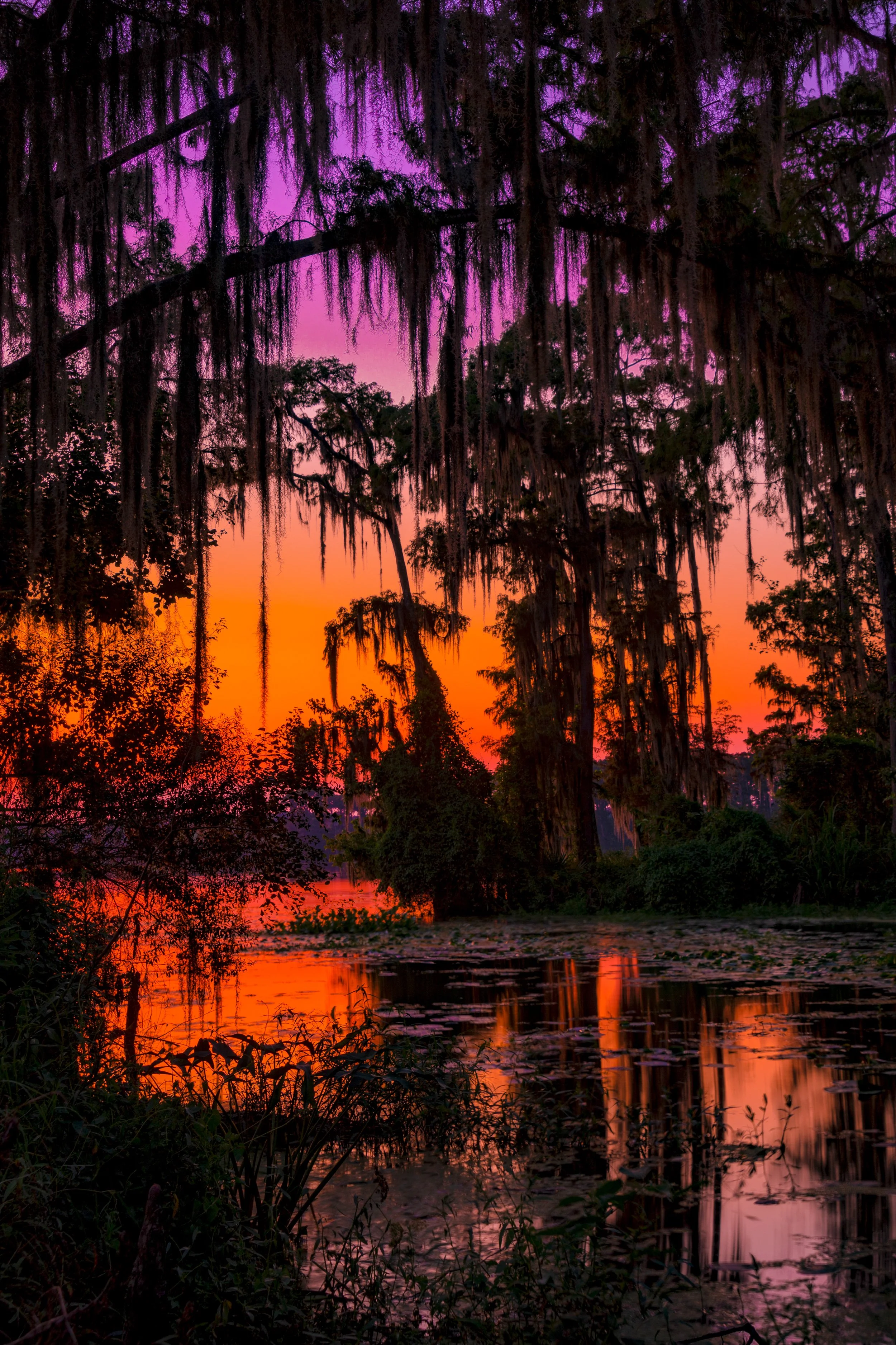 Louisiana Scenery