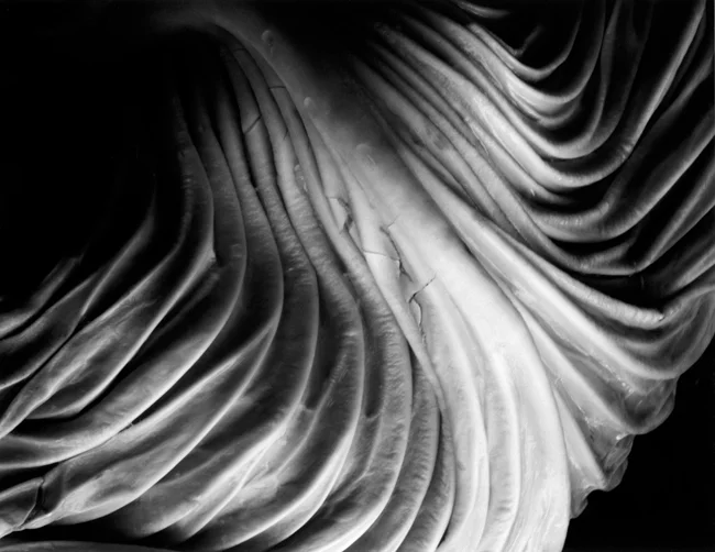 Edward Weston Photographs Printed by Cole Weston — Weston Photography ...