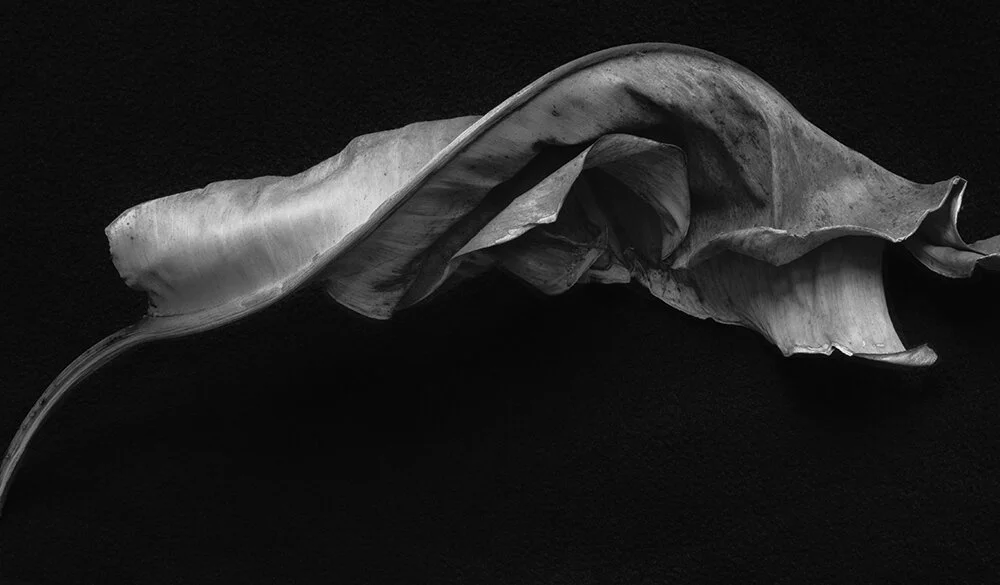 Weston Photography Community Highlight: John Comito — Weston ...