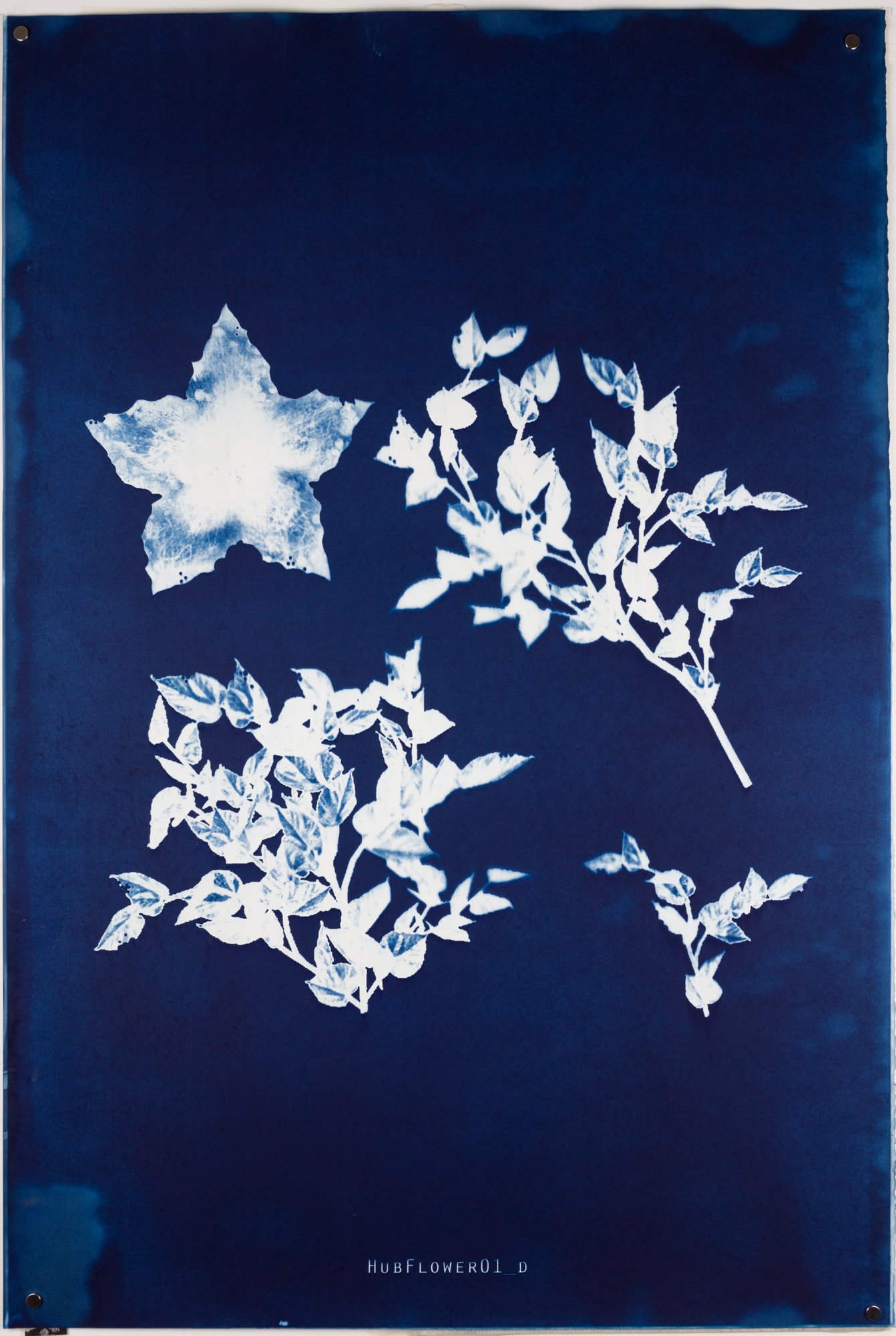 Virtual Botany Cyanotypes (2016-Present) — alan butler