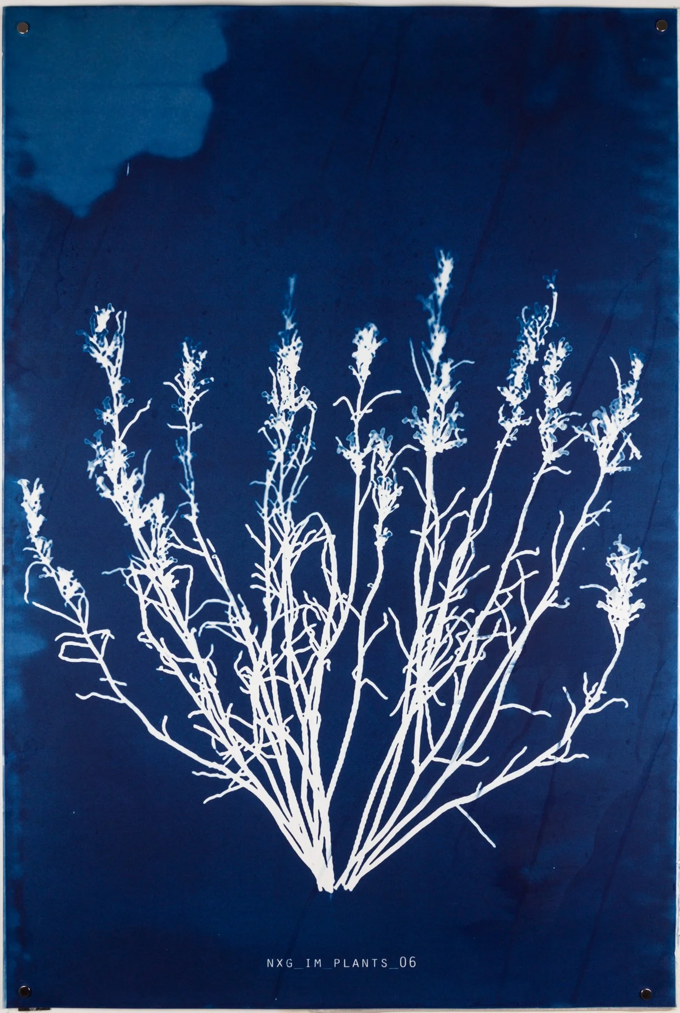 Virtual Botany Cyanotypes (2016-Present) — alan butler