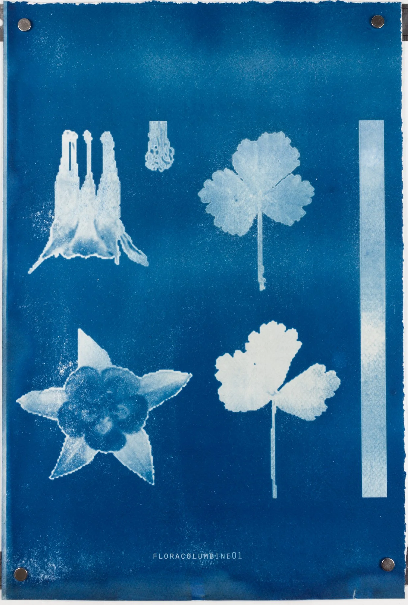 Virtual Botany Cyanotypes (2016-Present) — alan butler