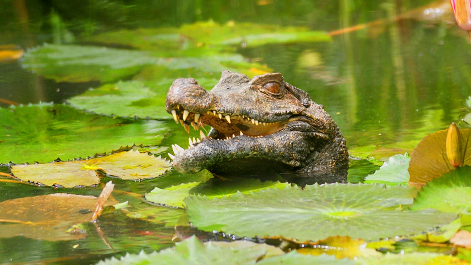Parc zoologique — Zoo de Guyane