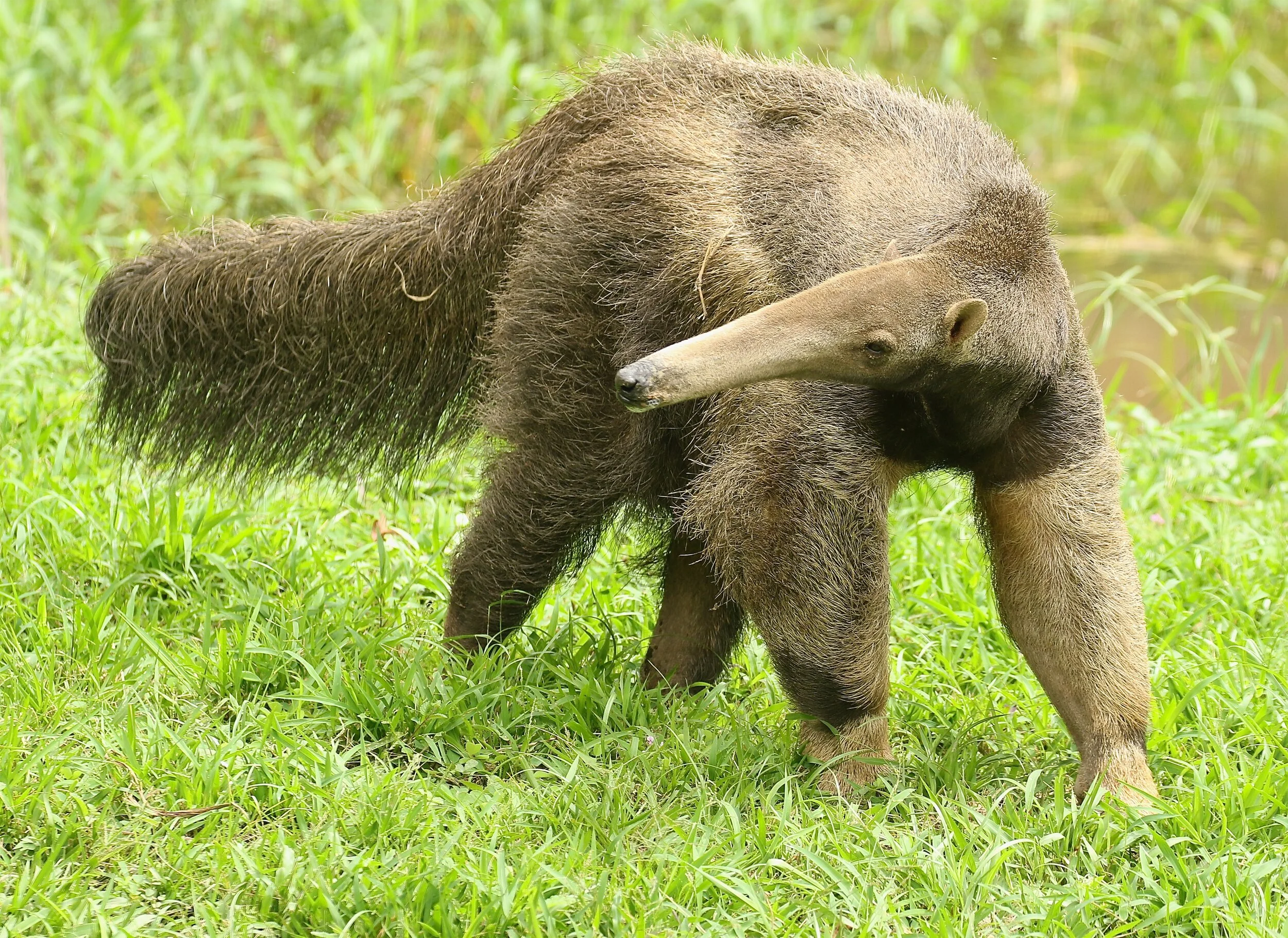 Parc zoologique — Zoo de Guyane