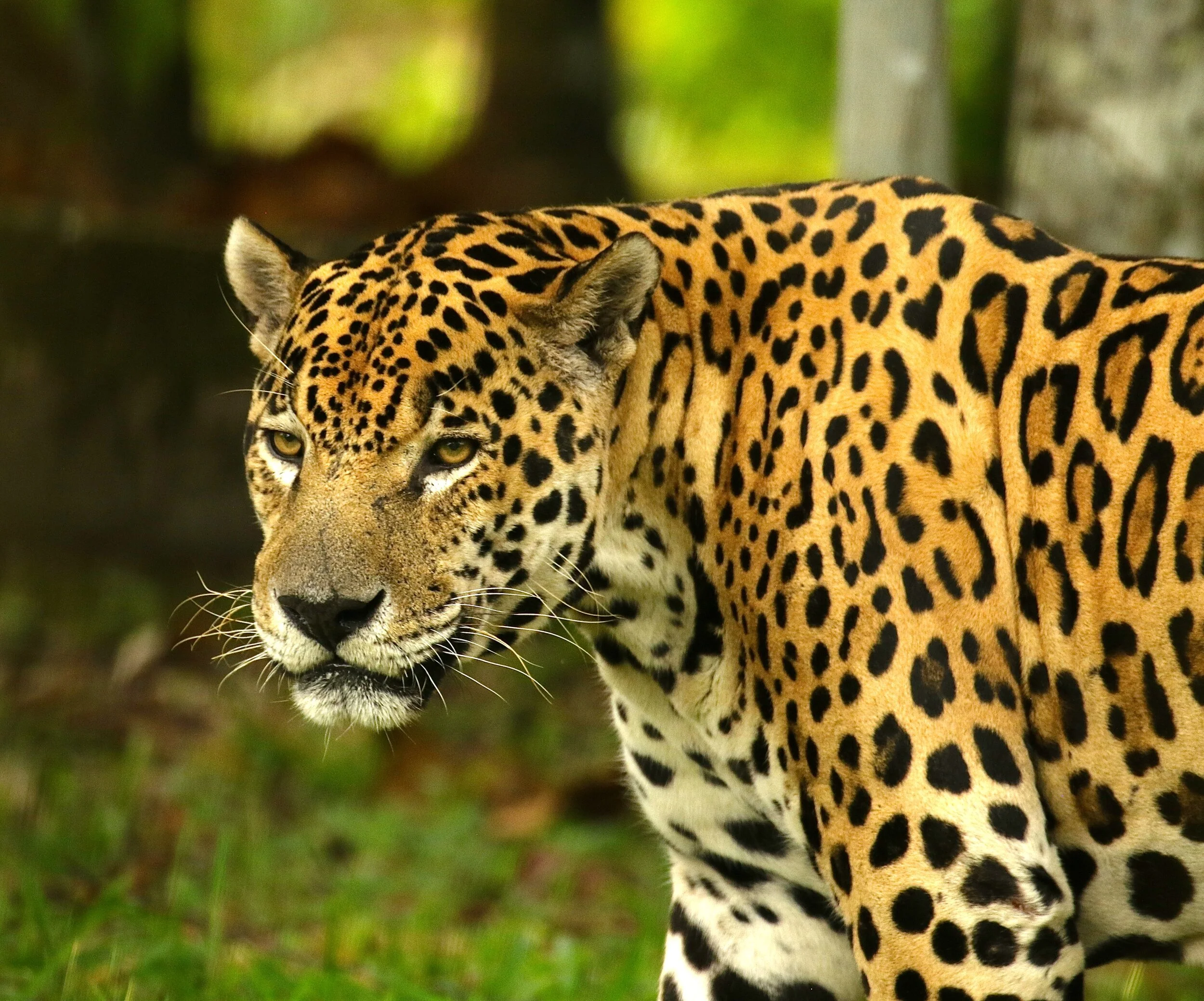 Parc zoologique — Zoo de Guyane