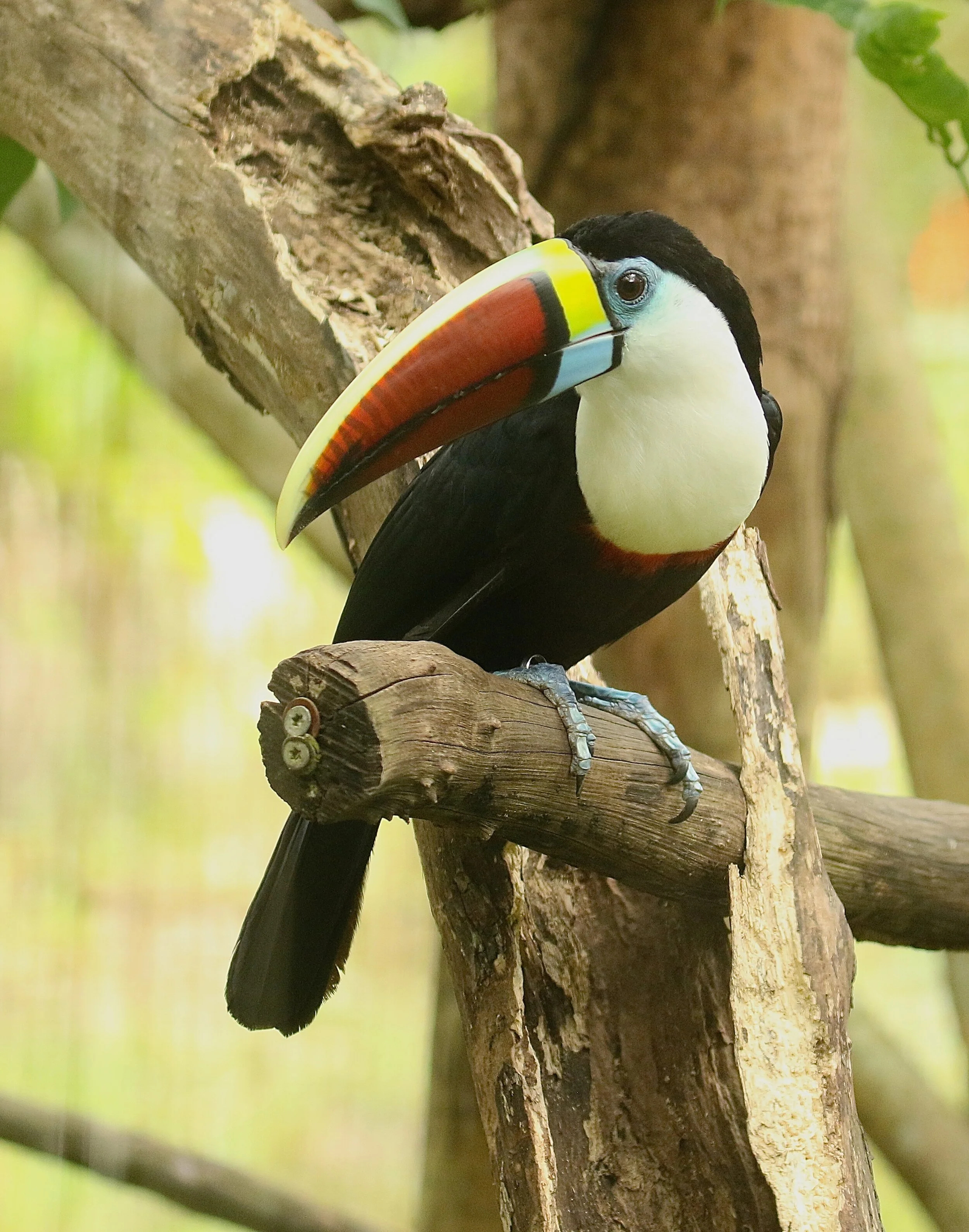 Parc zoologique — Zoo de Guyane