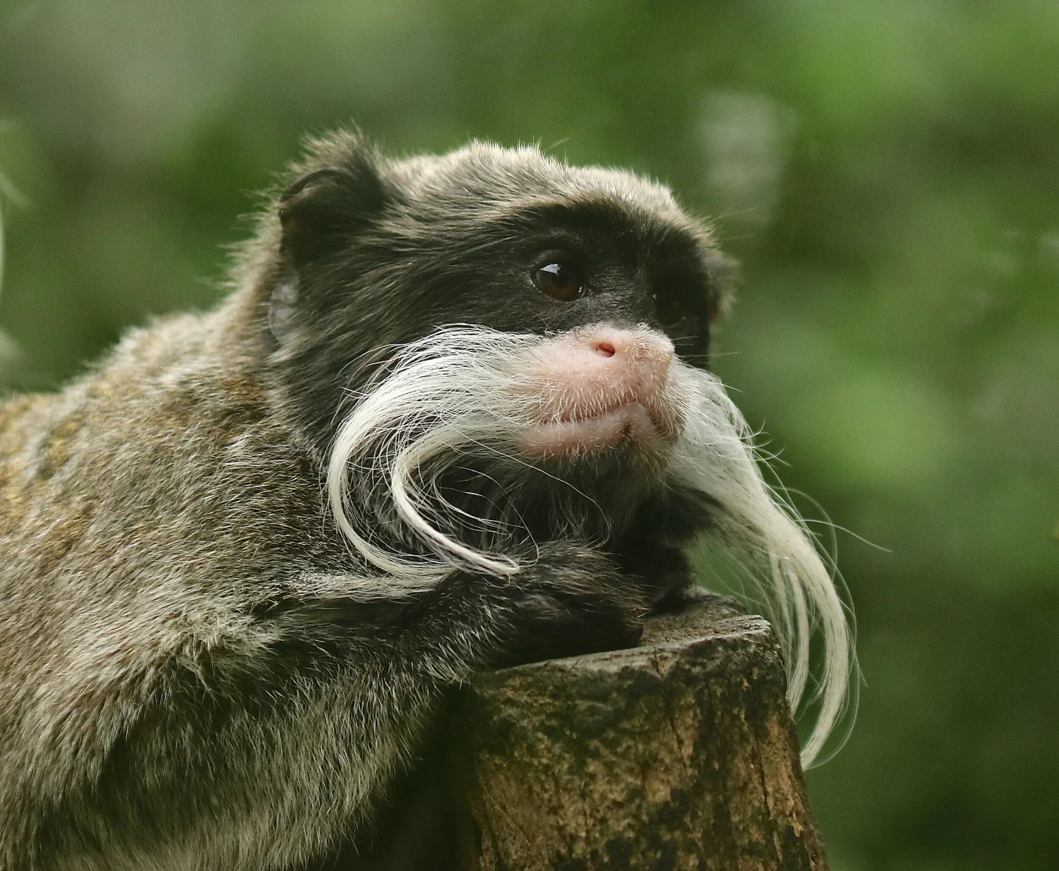 Parc zoologique — Zoo de Guyane