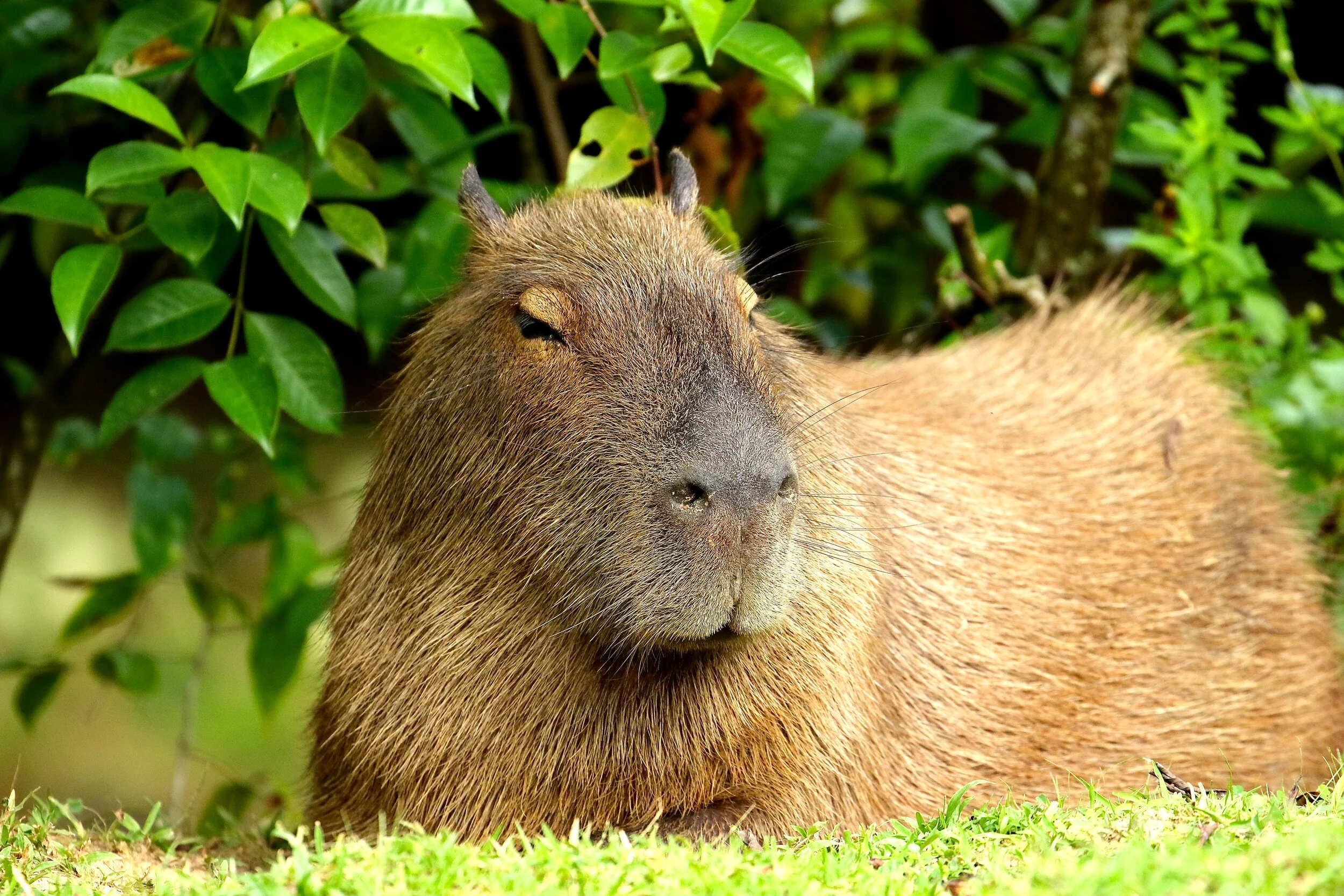 Parc zoologique — Zoo de Guyane