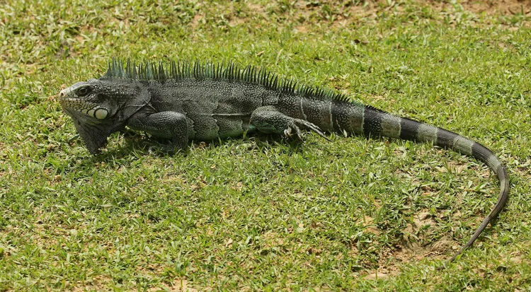 Parc zoologique — Zoo de Guyane