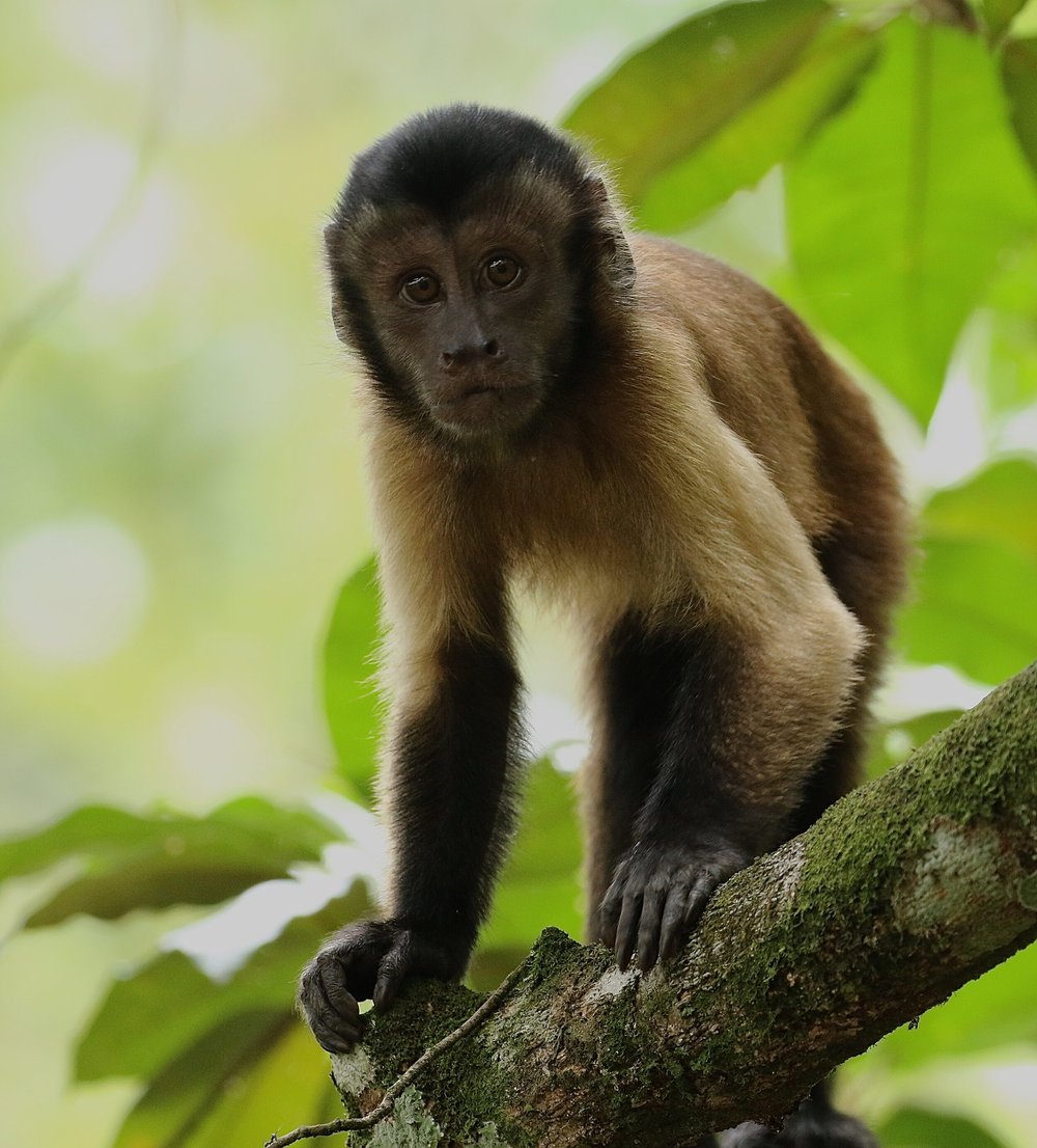 Parc zoologique — Zoo de Guyane