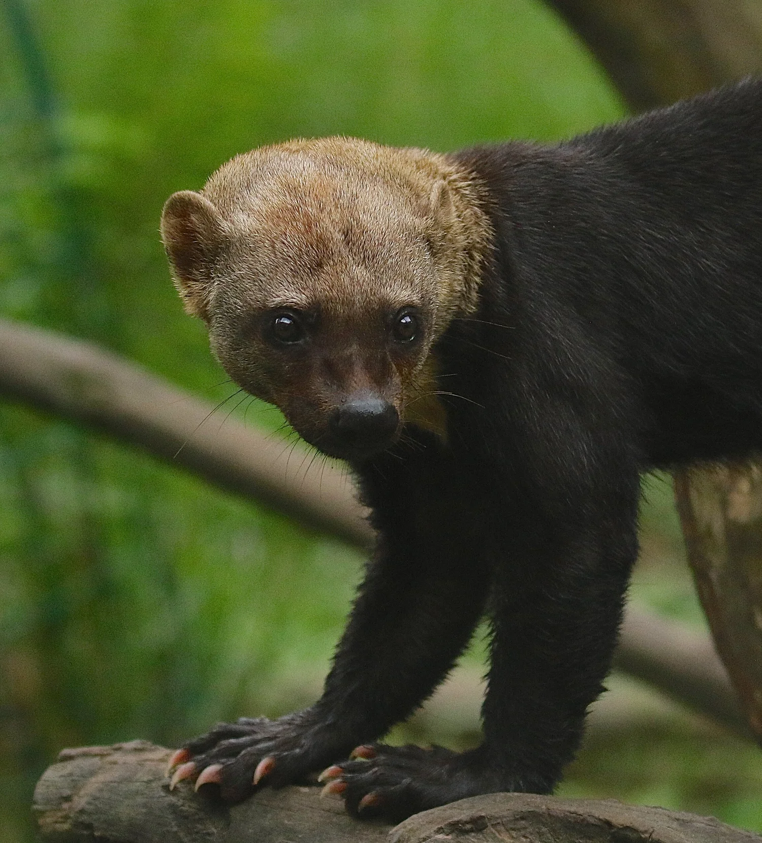 Parc zoologique — Zoo de Guyane