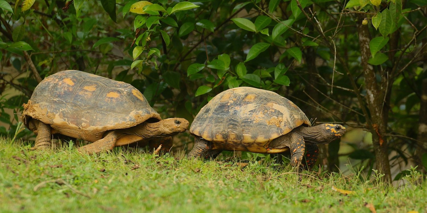 Parc zoologique — Zoo de Guyane