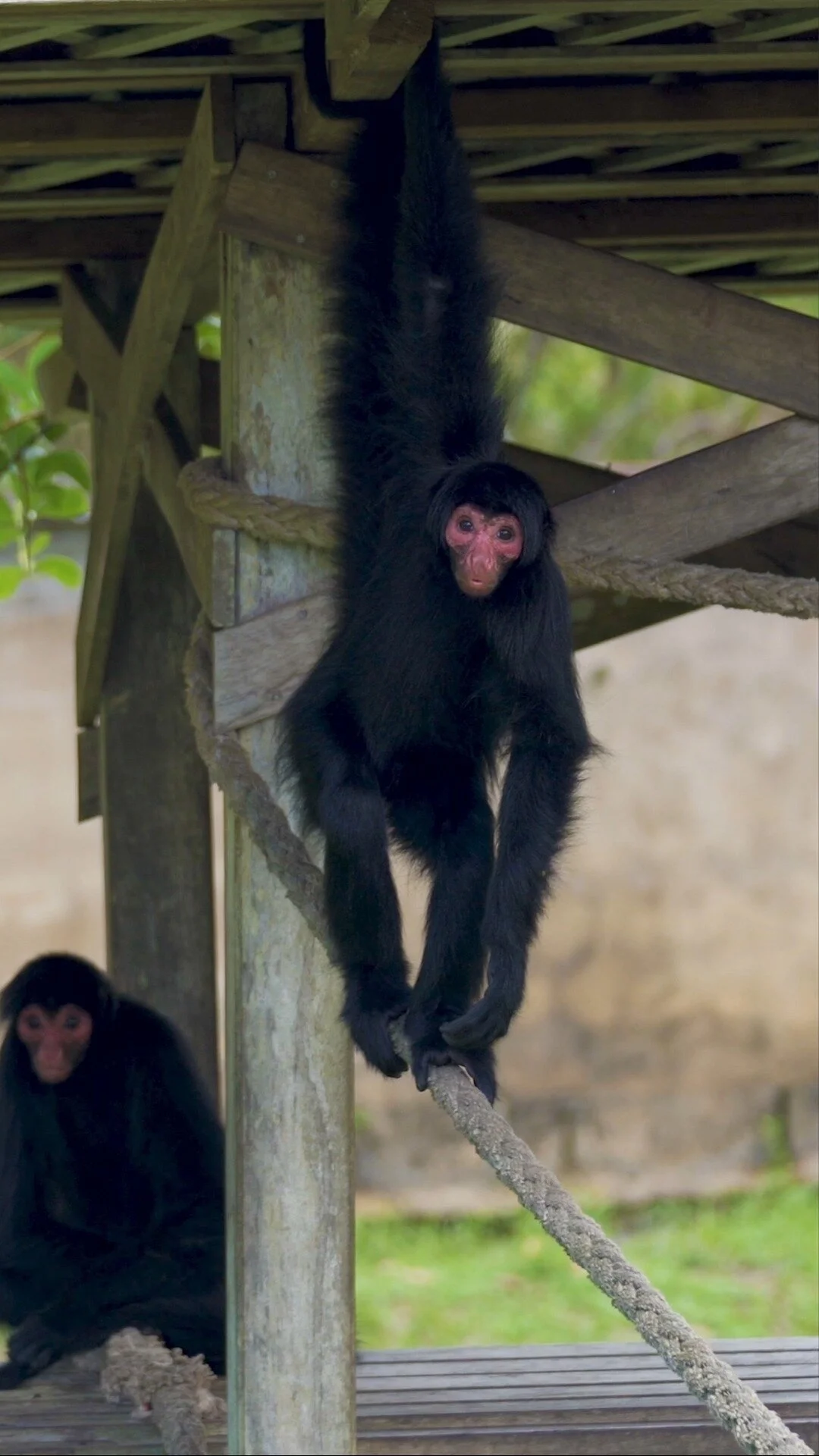 Actualités — Zoo de Guyane