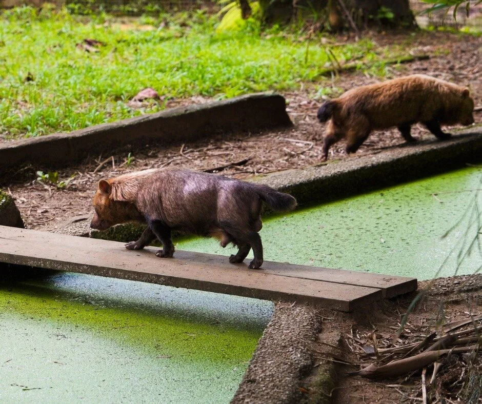 Actualités — Zoo de Guyane