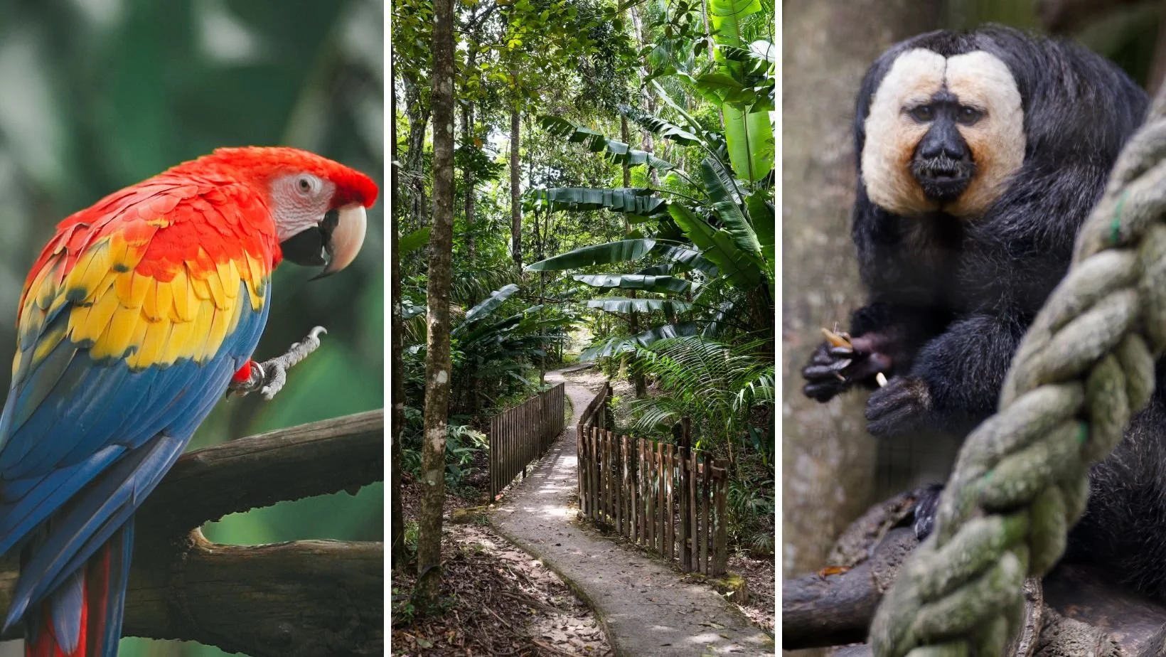 Zoo de Guyane
