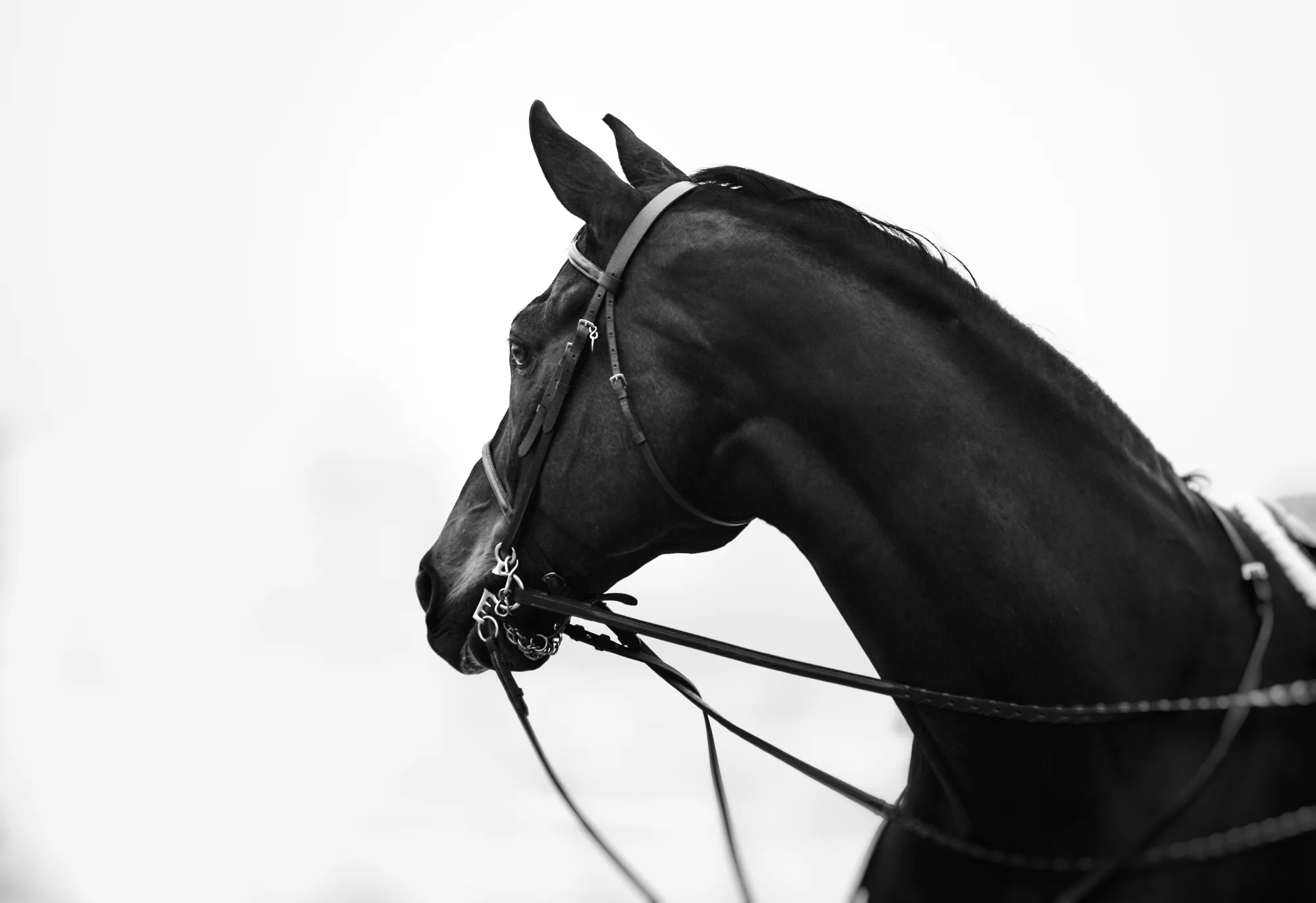 METAL AND SPEED-HOLLY MARTIN