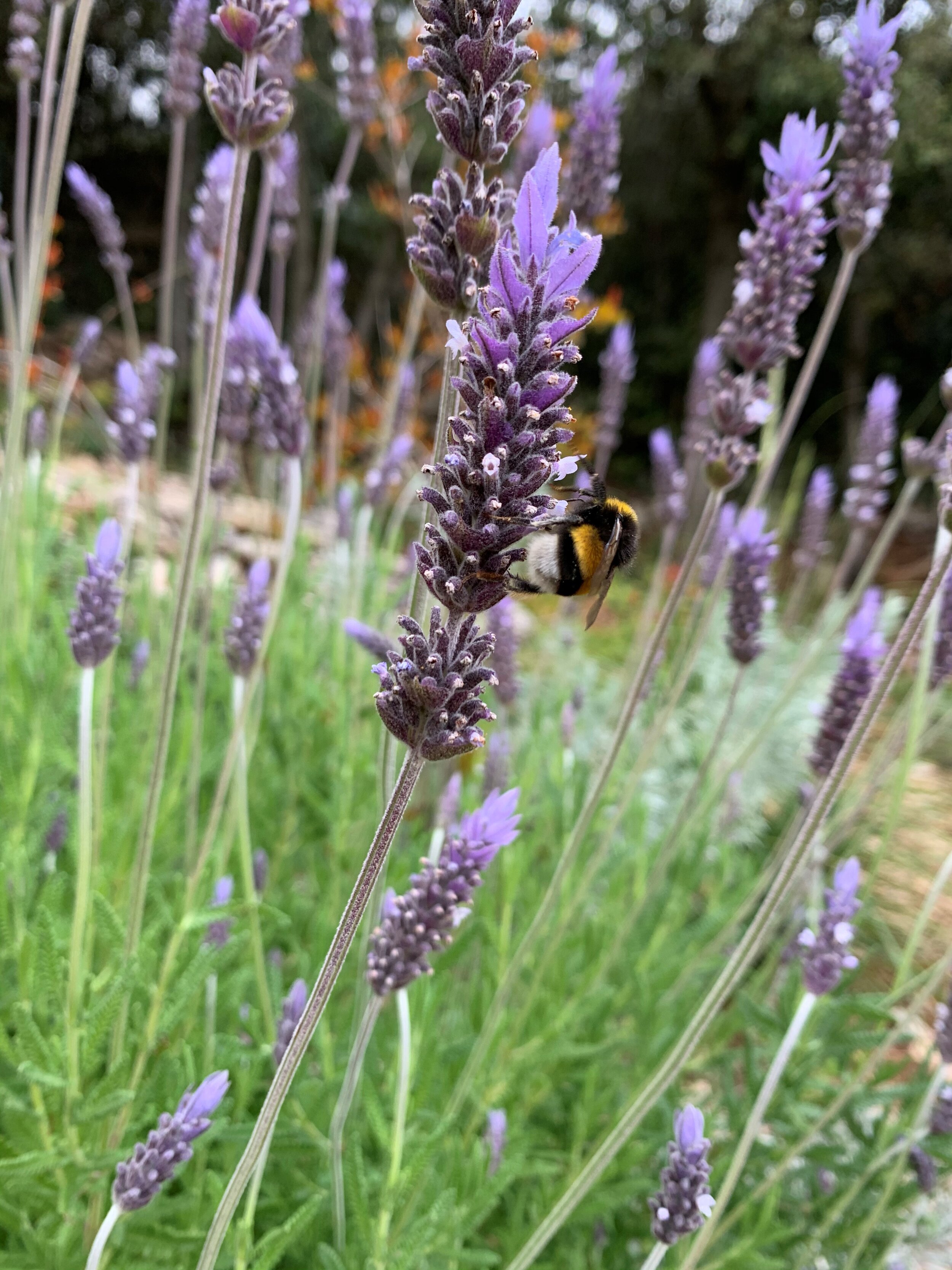Mediterranean landscape garden design Languedoc & Provence — English ...