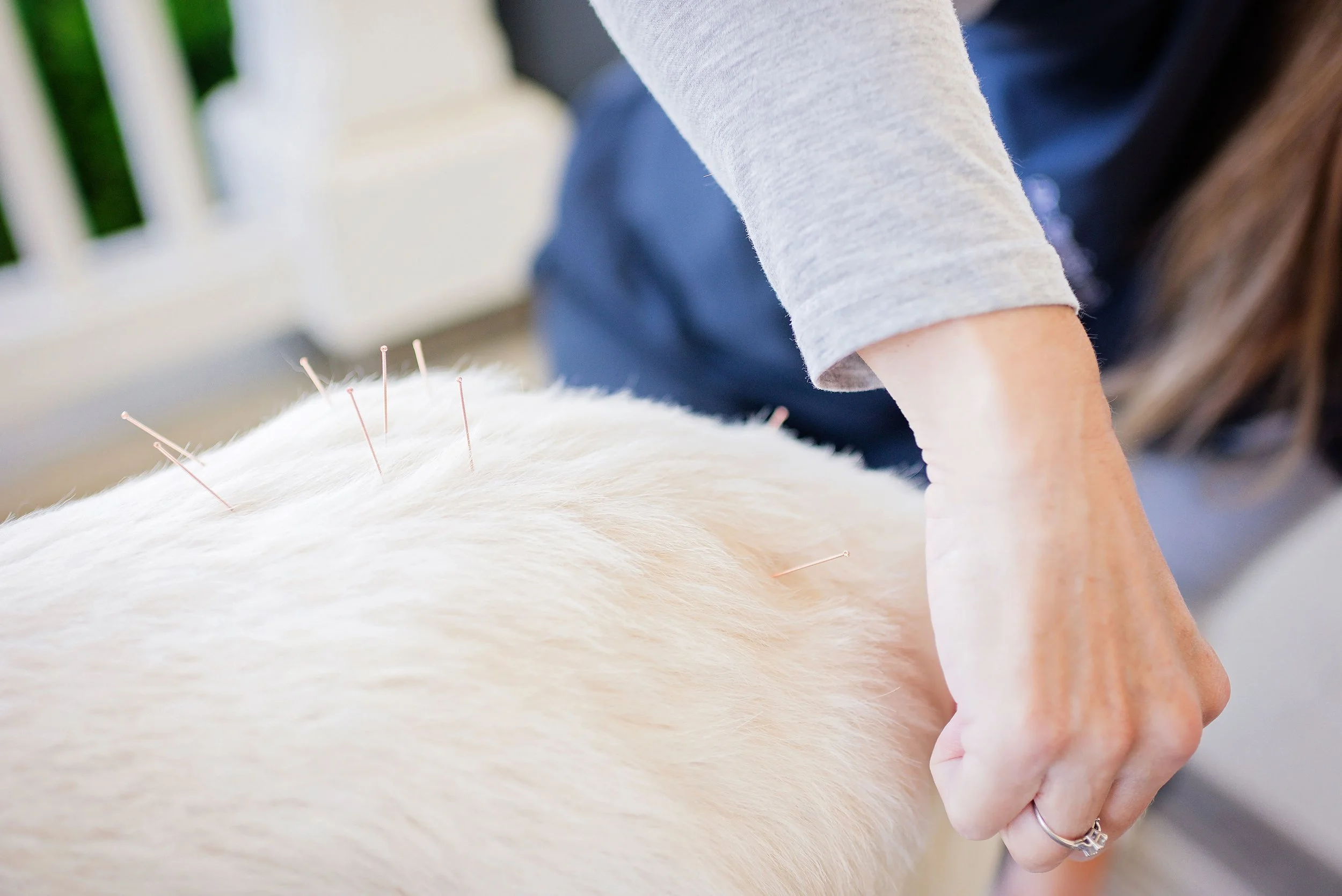 Napa Valley Holistic Veterinary Services-Acupuncture for Pet Arthritis
