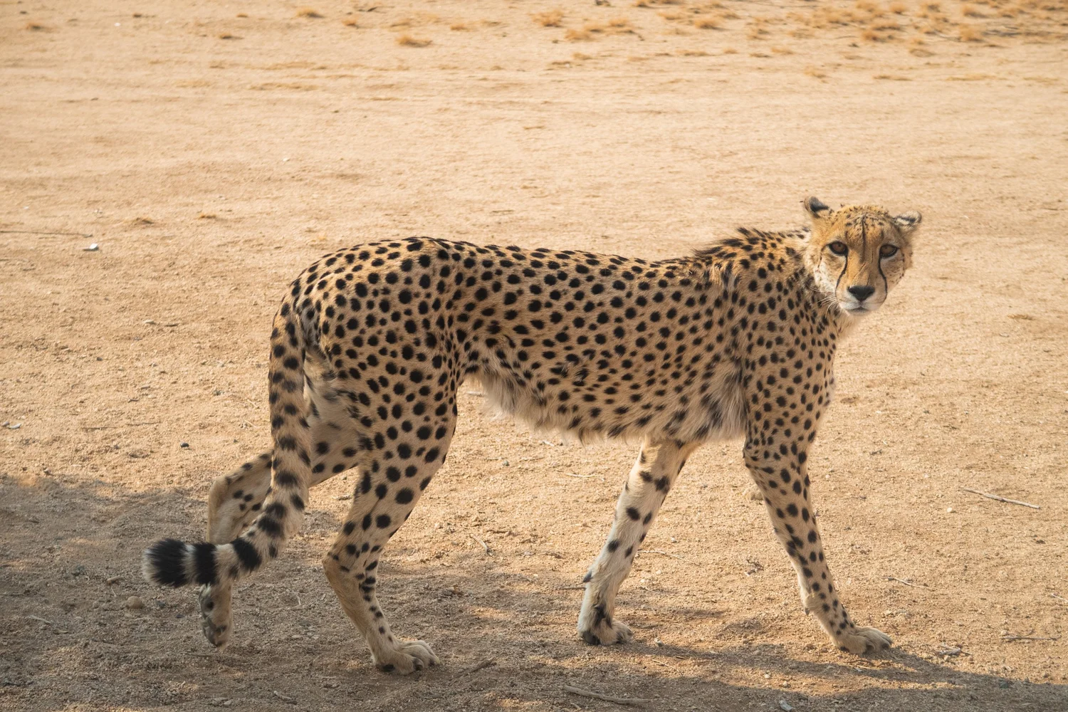 Canon Powershot G7X Mark II Review with Sample Photos | How Does it ...