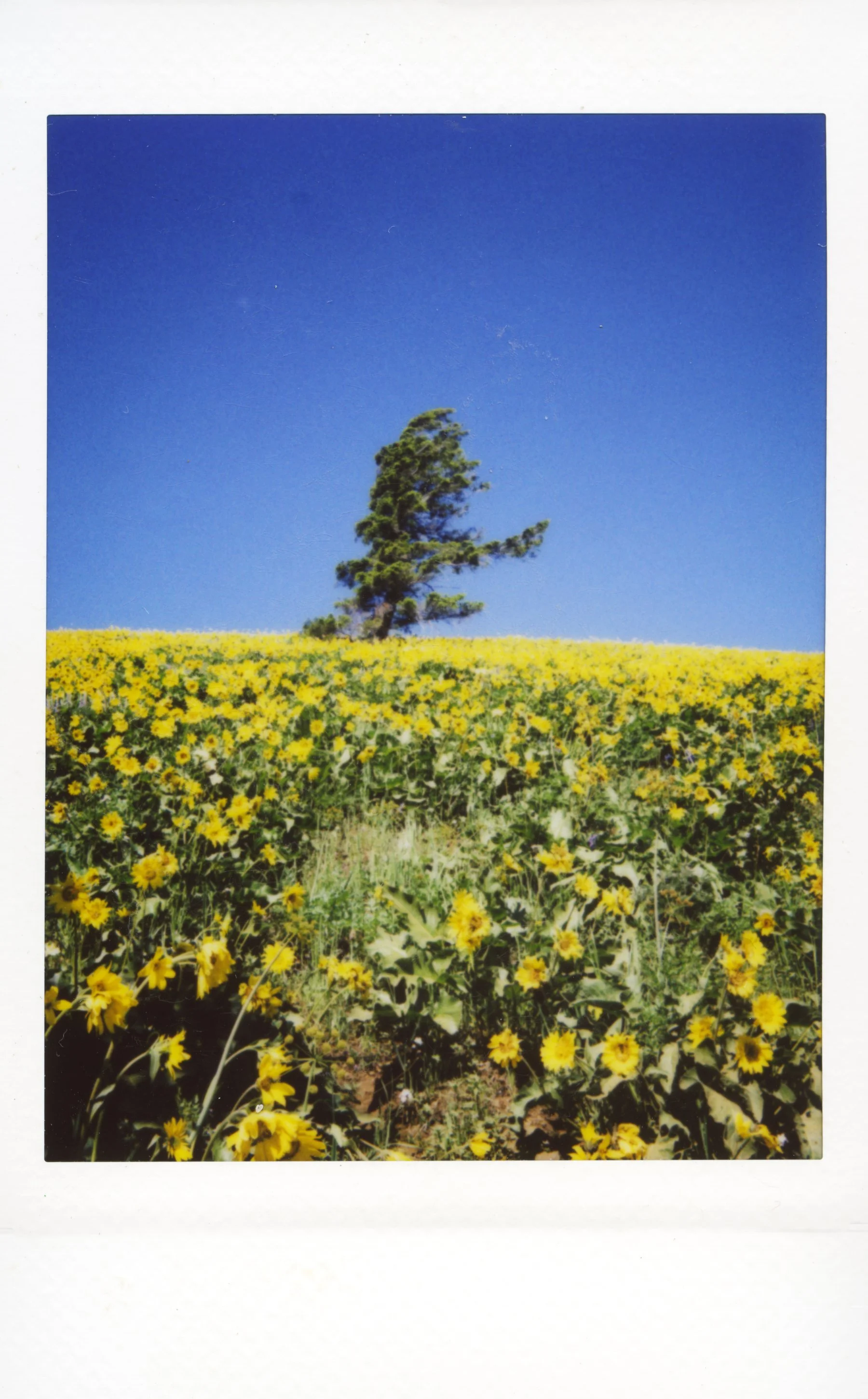 Review of the Lomo'Instant Wide Camera with Sample Photos | Instax Wide ...