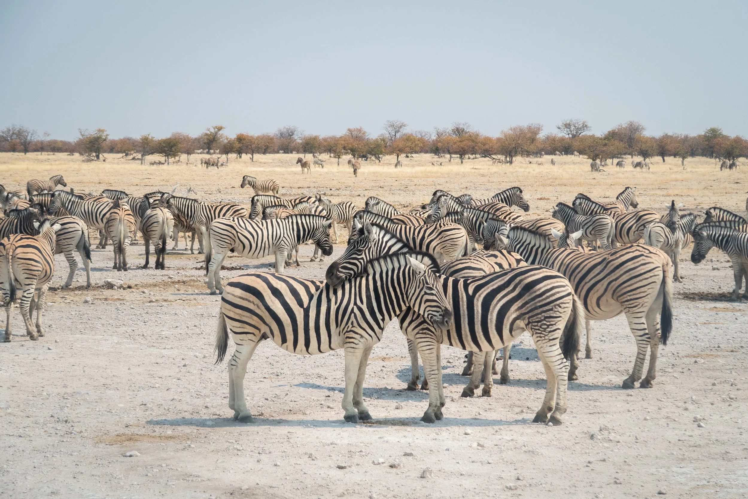 Canon Powershot G7X Mark II Review with Sample Photos | How Does it ...